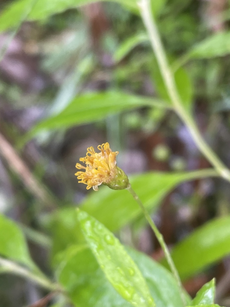 Acomis acoma from D’Aguilar National Park, Mount Mee, QLD, AU on April ...