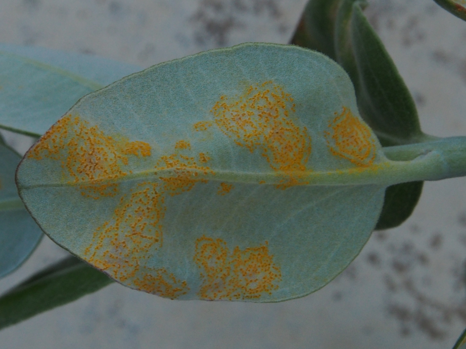 Myrtle Rust from waiheke island on April 23, 2022 by johnstonp ...