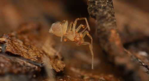 Orchestina moaba · iNaturalist