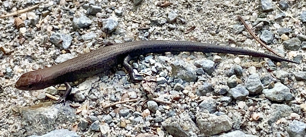 Delicate Garden Skink from The Pines Flora and Fauna Reserve, Carrum ...