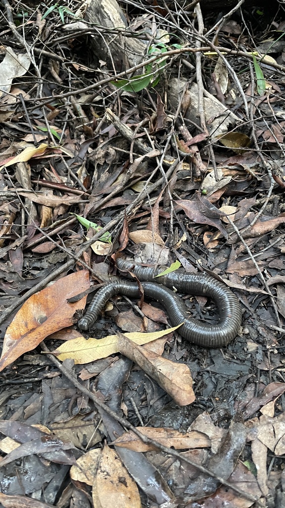 Digaster longmani from D’Aguilar National Park, Mount Glorious, QLD, AU ...