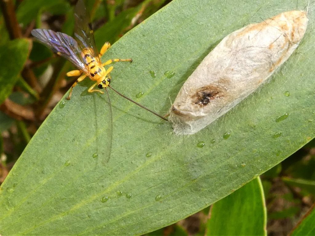 Xanthopimpla from New South Wales, Australia on March 27, 2022 at 11:54 ...