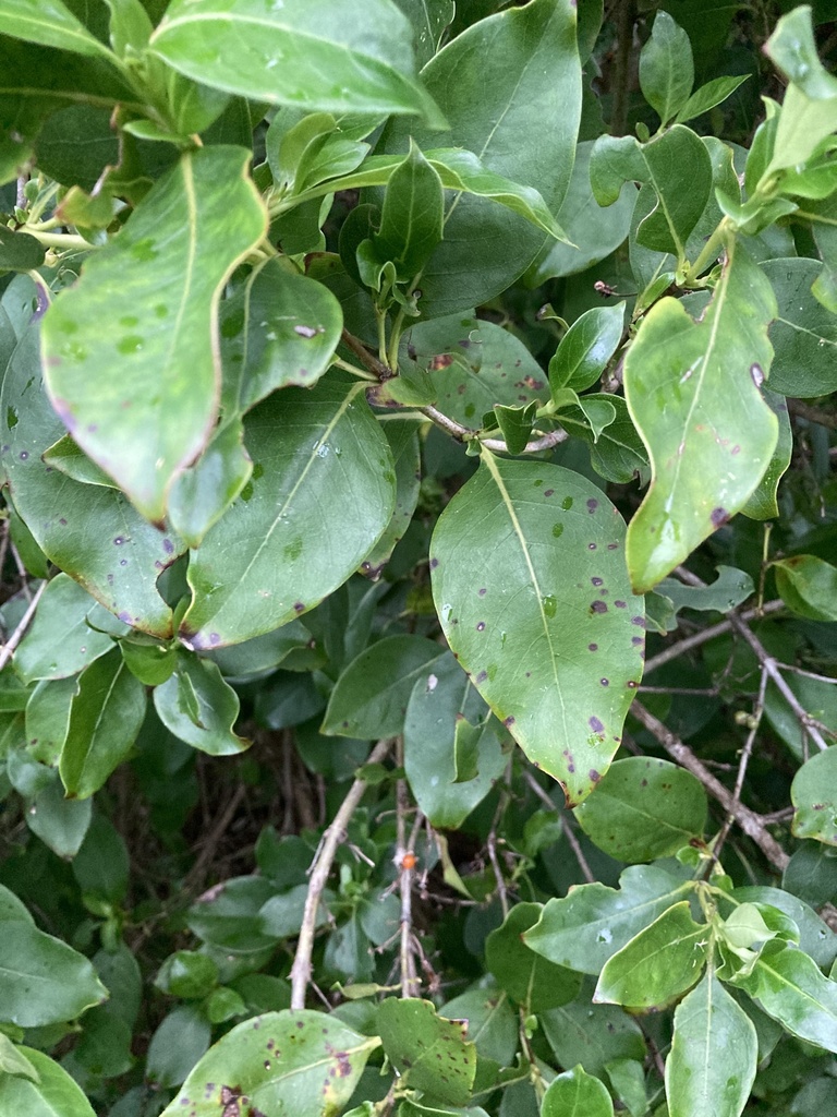 Coprosma macrocarpa from Glover Park, Saint Heliers, Auckland, NZ on ...