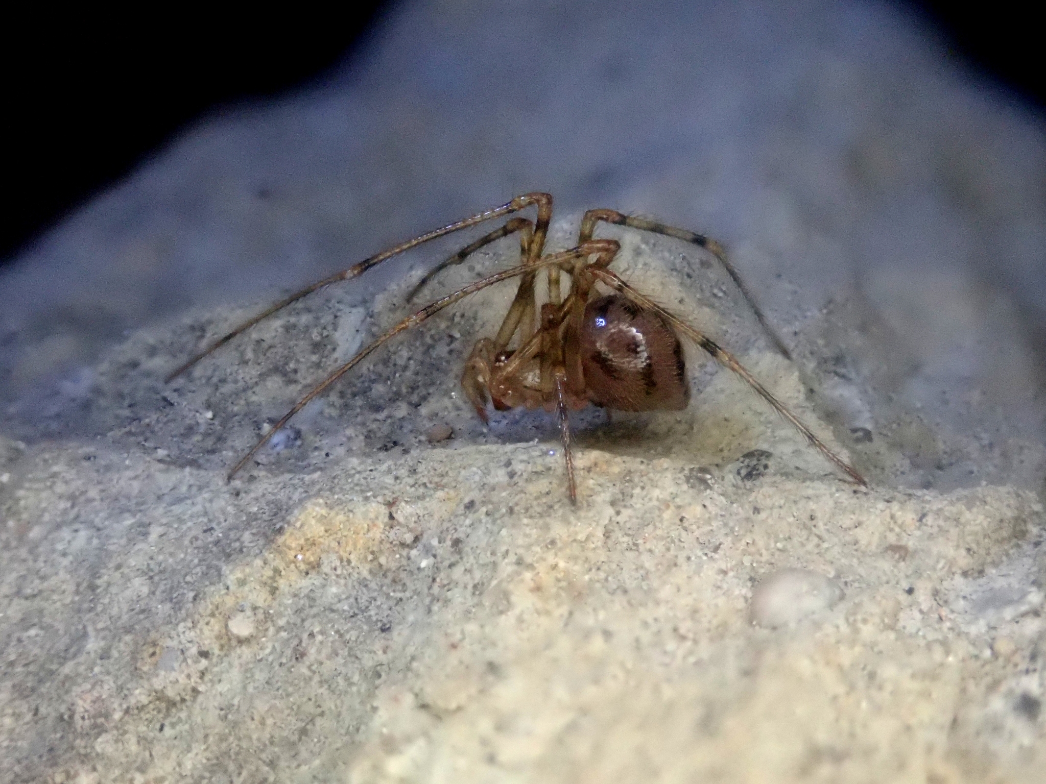 Nesticidae