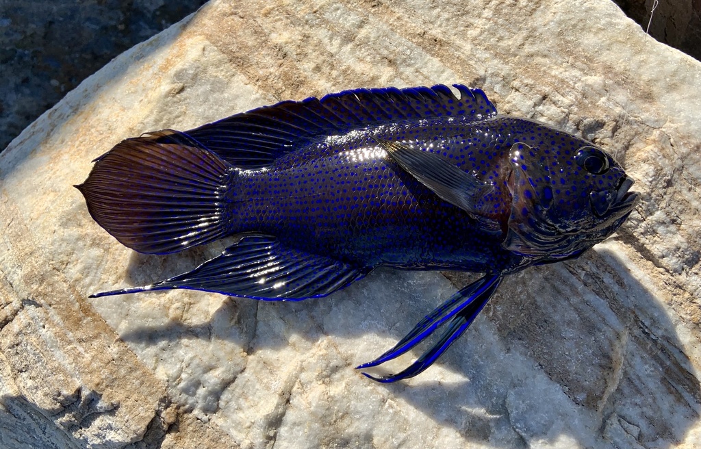 Southern Blue Devil from Cape Jervis Ferry Port, Cape Jervis, SA, AU on ...