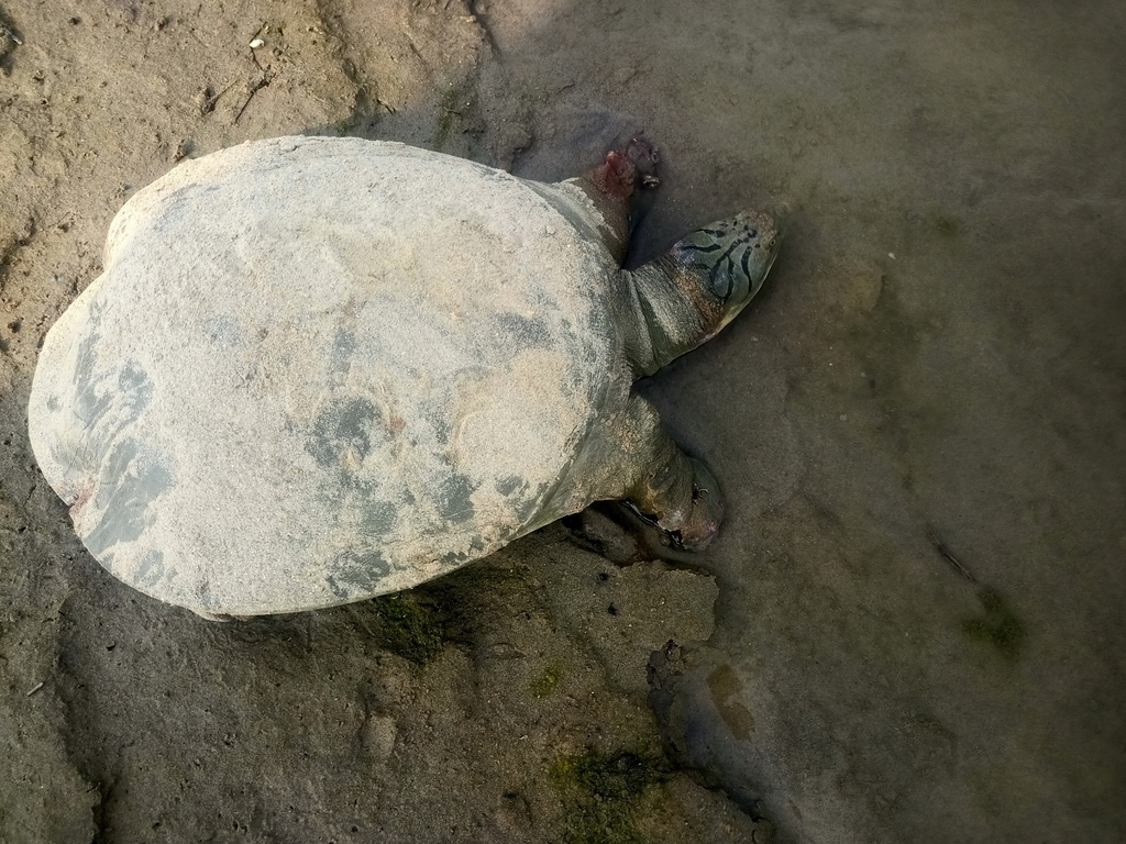 Ganges Softshell Turtle in March 2022 by Rahul kumar · iNaturalist