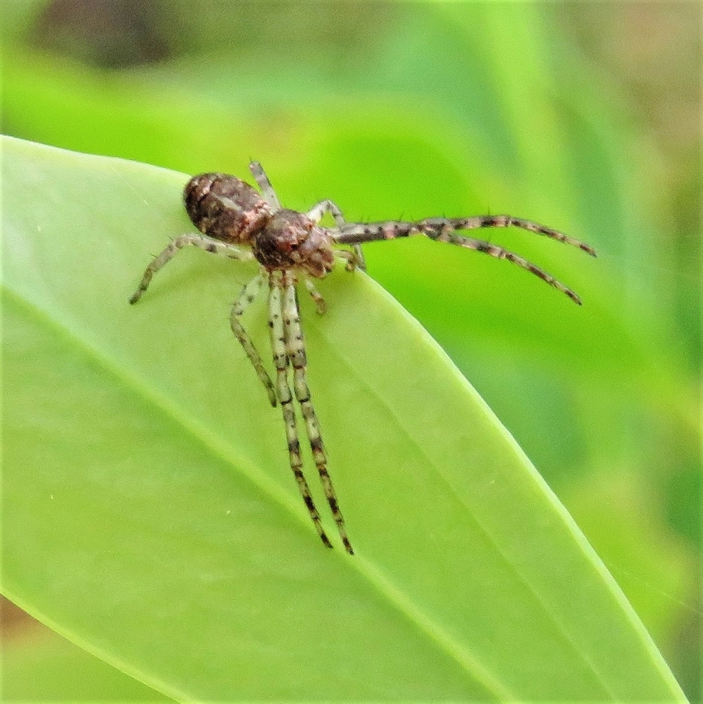 Octopus Spiders from Bermagui NSW 2546, Australia on January 11, 2022 ...