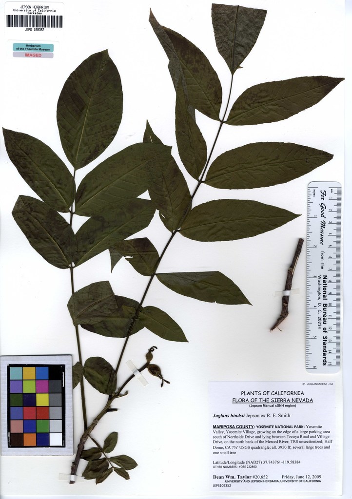 Northern California Black Walnut (Trees and Shrubs of Folsom ...
