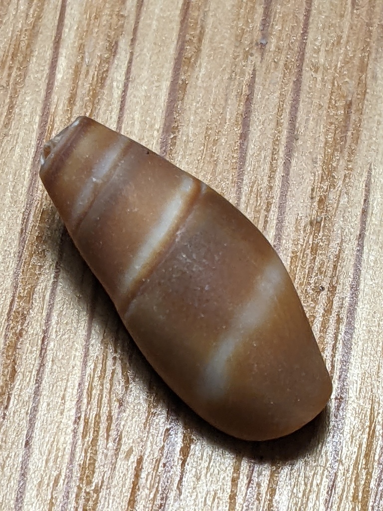 Isara cookii from Woolgoolga NSW 2456, Australia on April 23, 2022 at ...