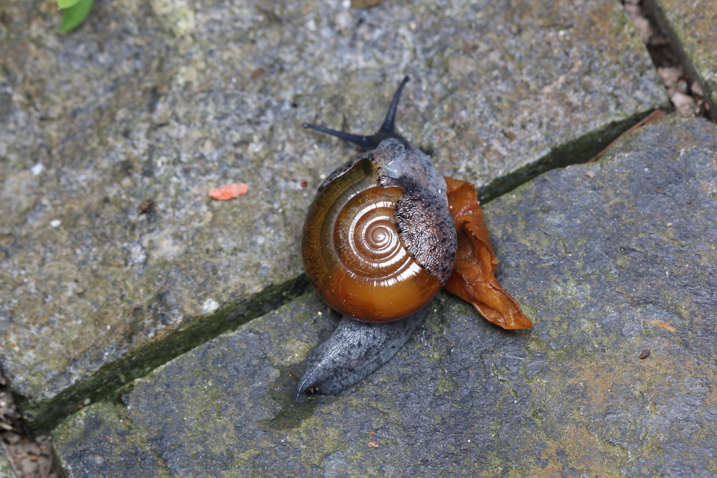 Macrochlamys superlita from Fuzhou, CN-FJ, CN on April 9, 2022 at 08:00 ...