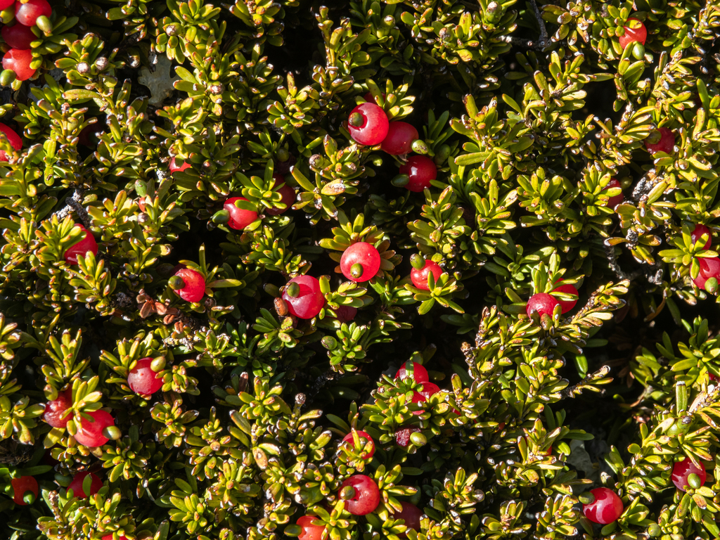 snow totara from Queenstown-Lakes District, Otago, New Zealand on April ...