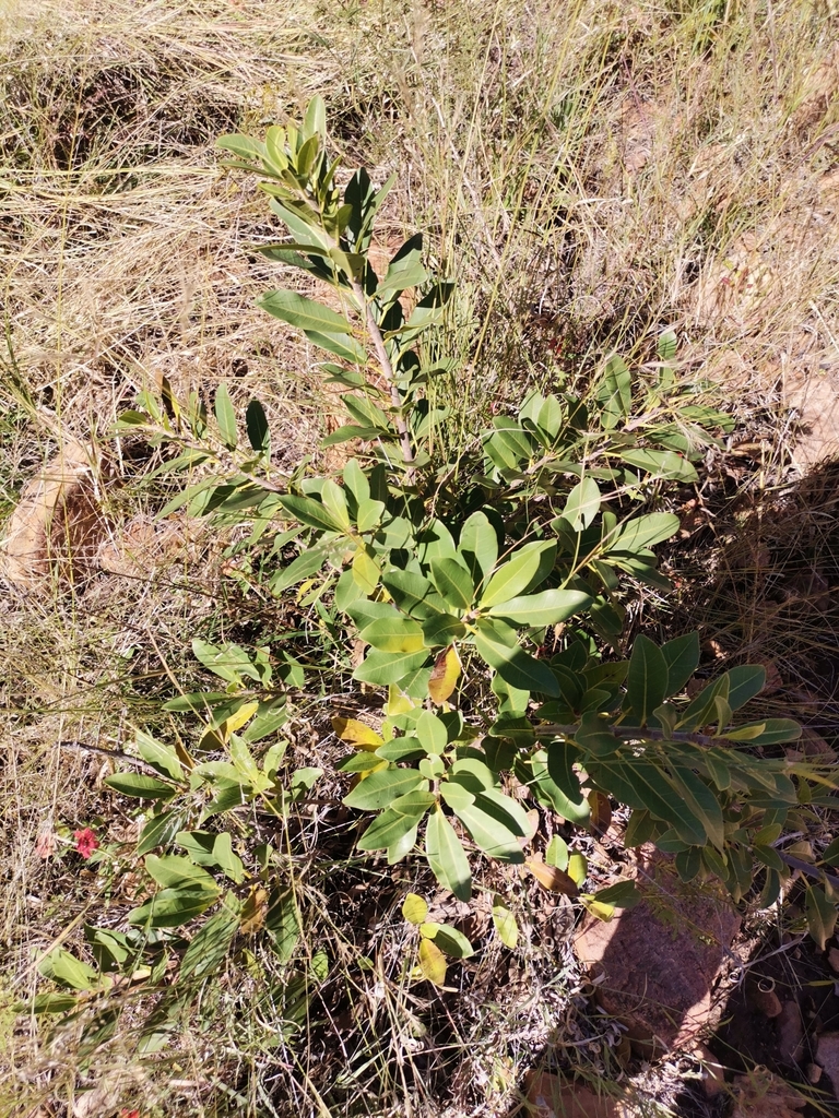Common Wild Fig from North West, South Africa on April 21, 2022 at 11: ...