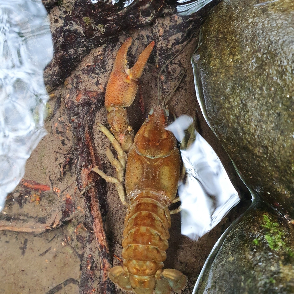 Atlantic Stream Crayfish in April 2022 by Raffaele Maiorano · iNaturalist