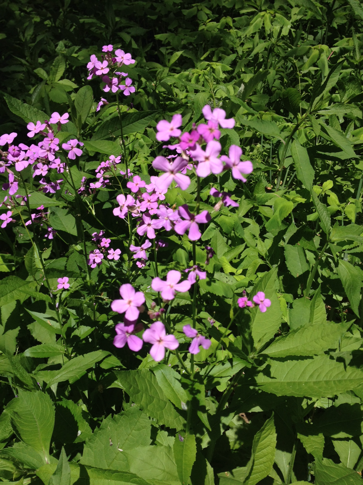 Dames Rocket (Deer Grove Natural Areas Volunteers Invasive Species ...