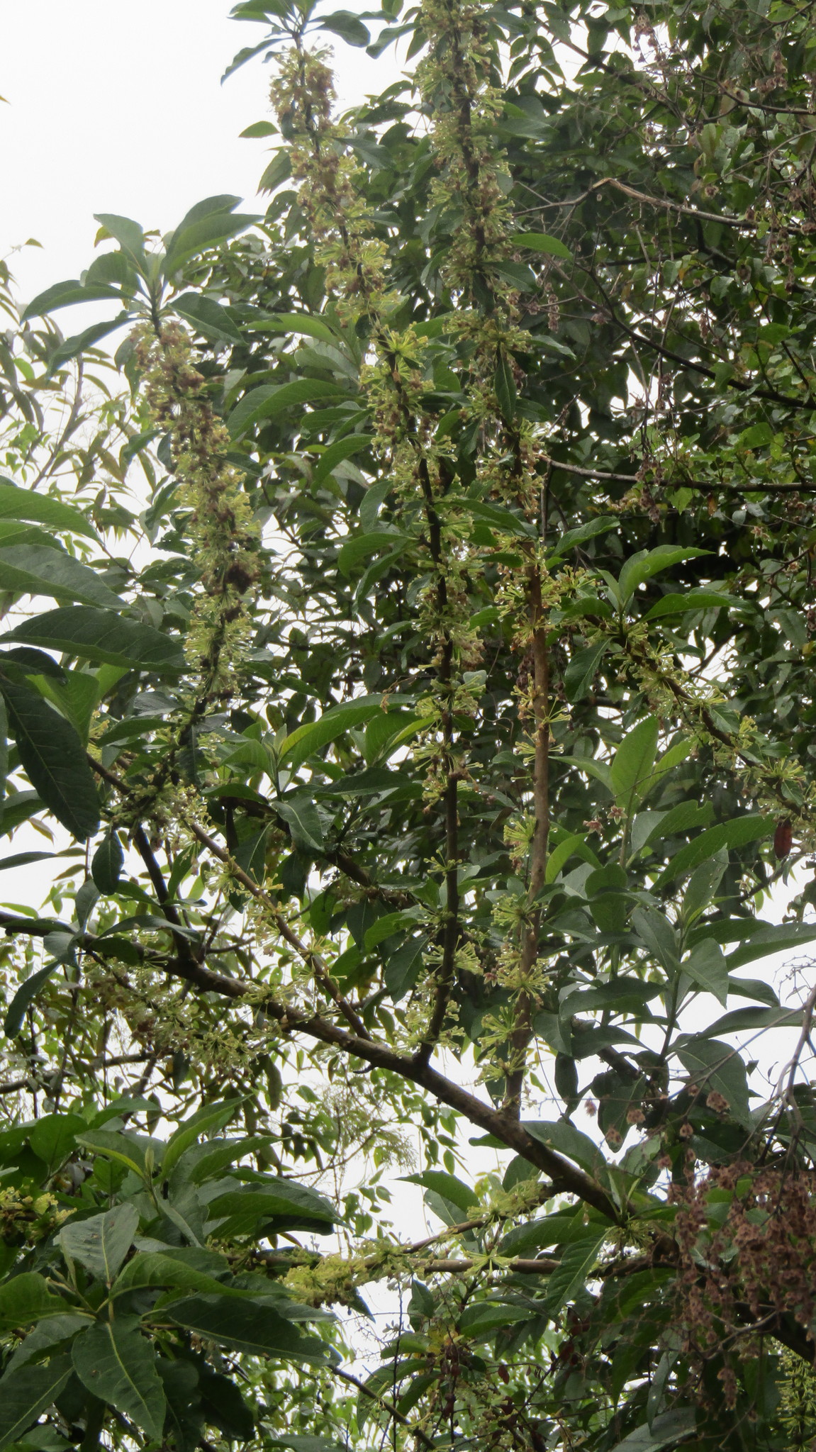 Acnistus arborescens (L.) Schltdl.