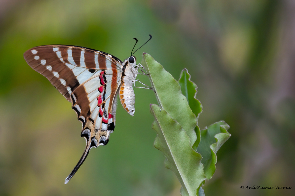 Spot Swordtail from Yeoor Hills, Thane West, Thane, Maharashtra, India ...