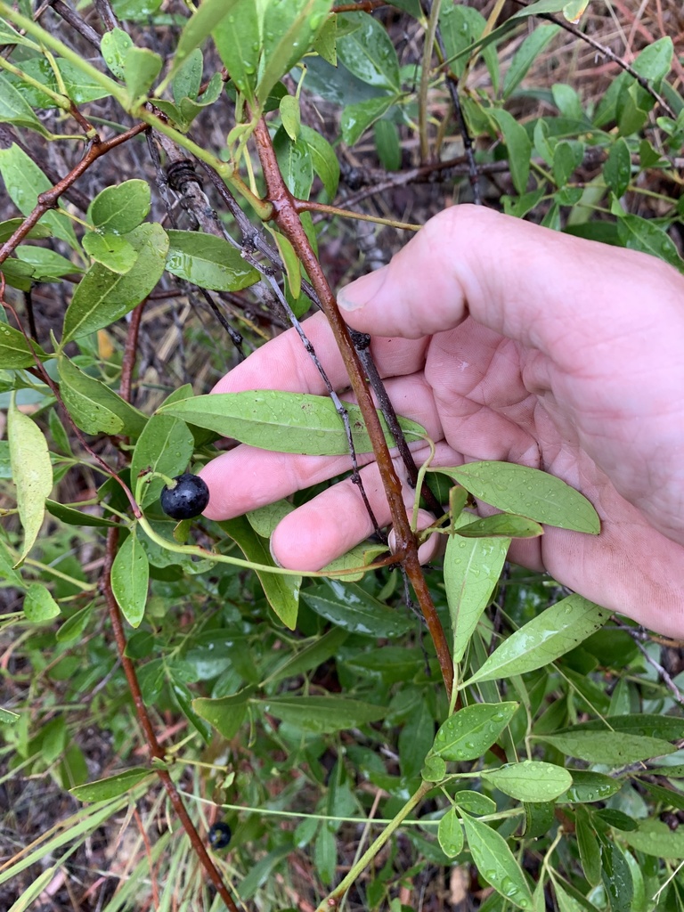 Pepper Vine in April 2022 by Geoffrey Sinclair · iNaturalist