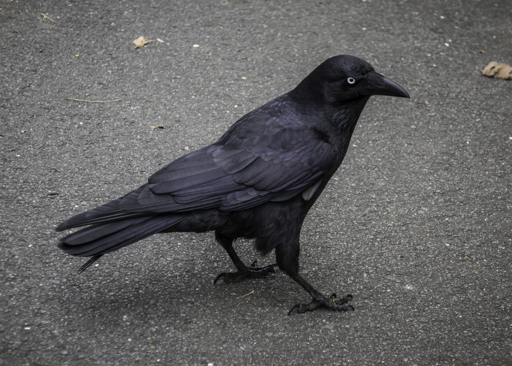 Forest Raven (Corvus tasmanicus) - Avian Discovery