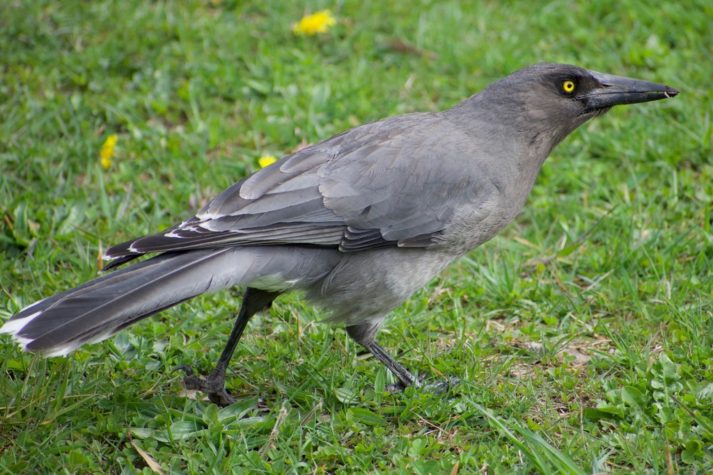 Woodswallows, Butcherbirds, Currawongs, and Peltops (Artamidae) - Avian ...