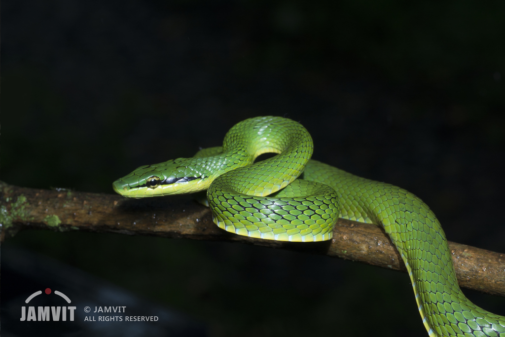 Rein Snake from 中国广东省韶关市乳源瑶族自治县 on May 1, 2019 at 03:15 PM by jamvit ...