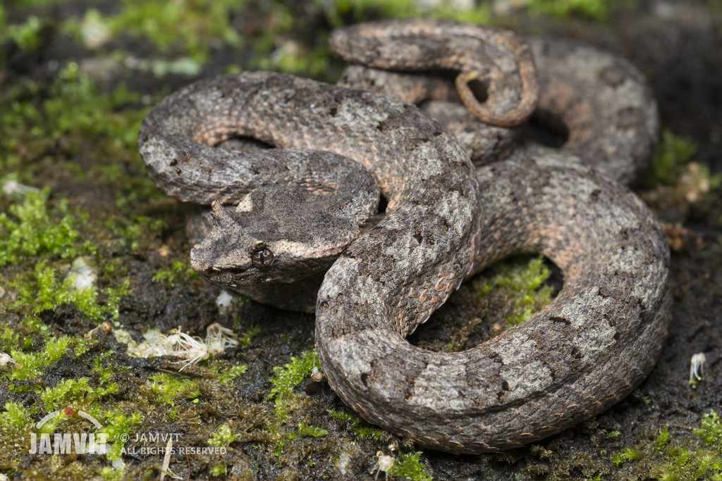 fi-si-pan horned pit viper from 中国广东省韶关市乳源瑶族自治县 on May 1, 2019 at 03:15 ...