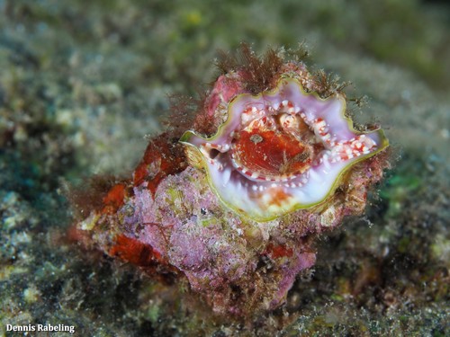 Lampasopsis thomae (Tenerife Snails) · iNaturalist