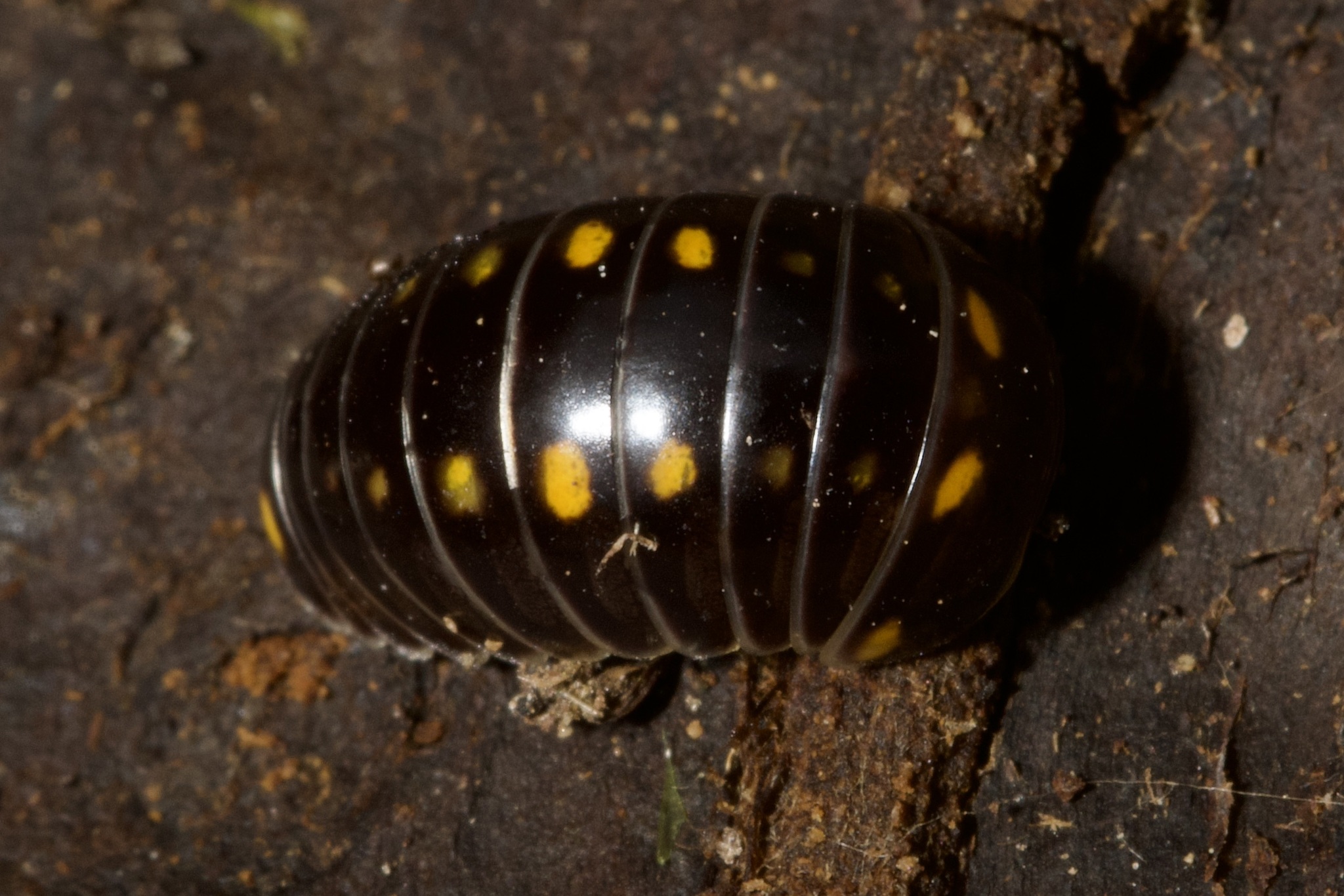 Glomeris pustulata (Fabricius, 1781)