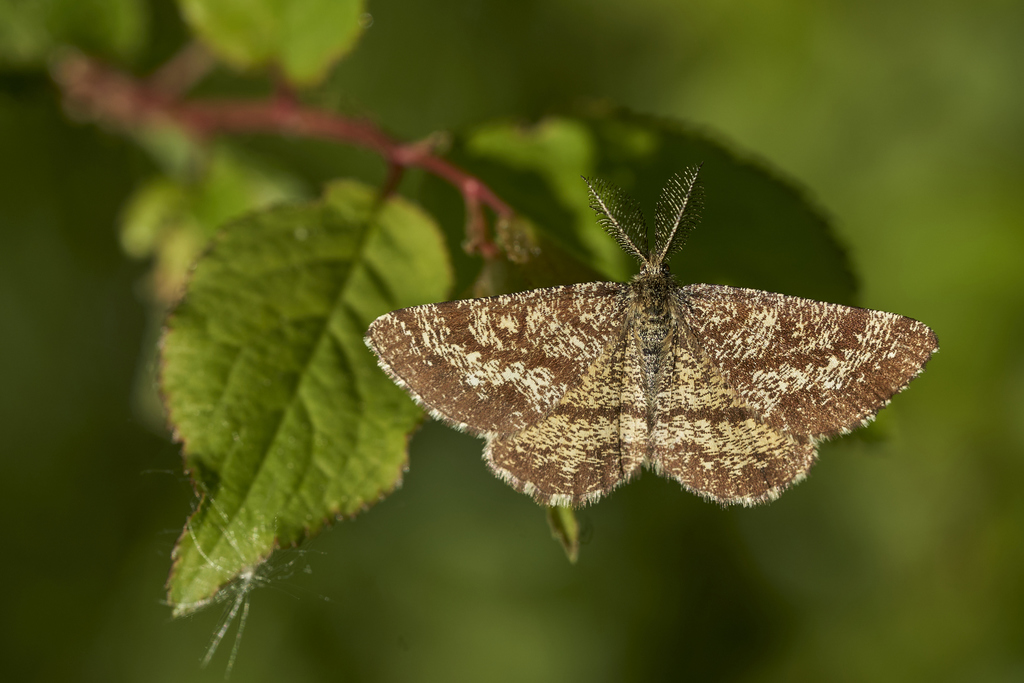 Common Heath from Wiesbaden, Deutschland on April 19, 2022 at 06:29 PM ...