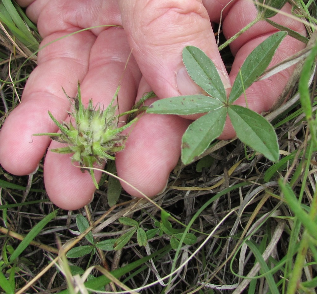 Little Indian breadroot from Granger Lake Area, Williamson Co., TX on ...