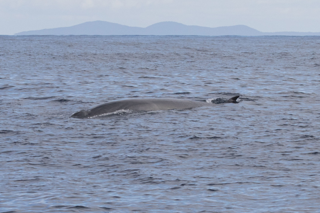 Southern Sei Whale in February 2022 by Isaac Clarey · iNaturalist
