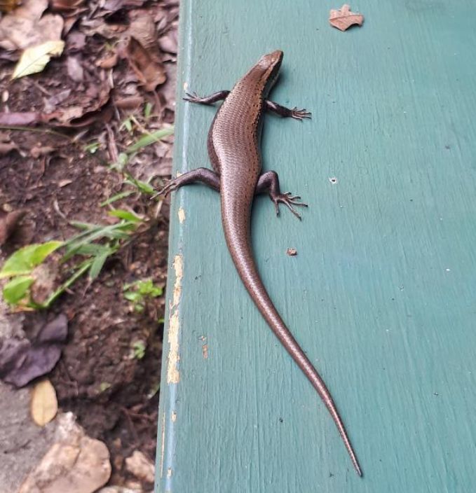 Spondylurus Fitzinger, 1826