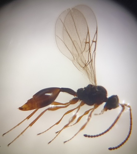 Genus Miota · iNaturalist