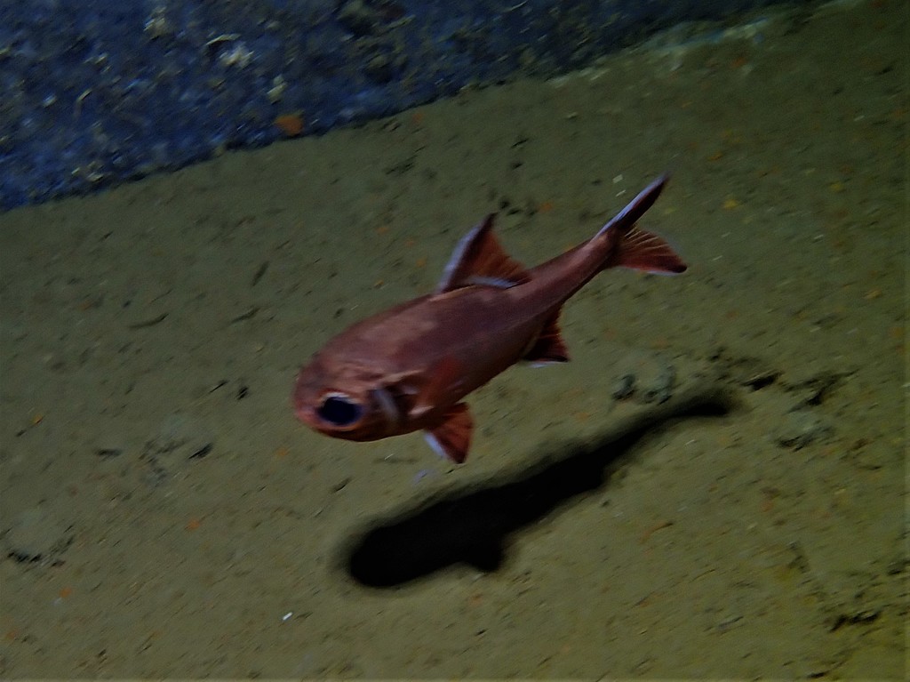 Southern Roughy (Trachichthys australis) - Marine Life Identification