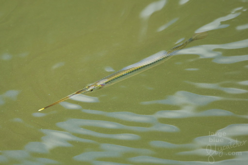 Northern River Garfish (Zenarchopterus buffonis) - Marine Life ...
