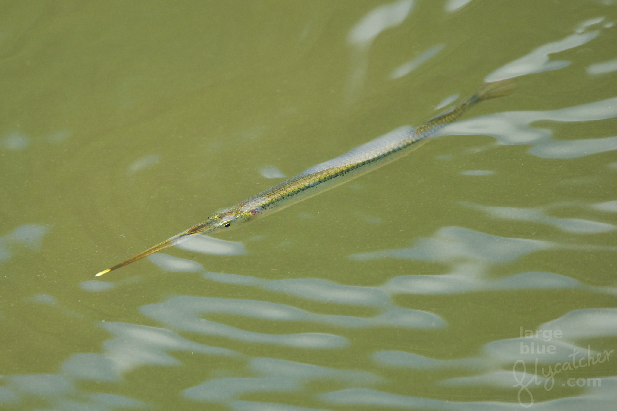 Zenarchopterus buffonis (Valenciennes, 1847)