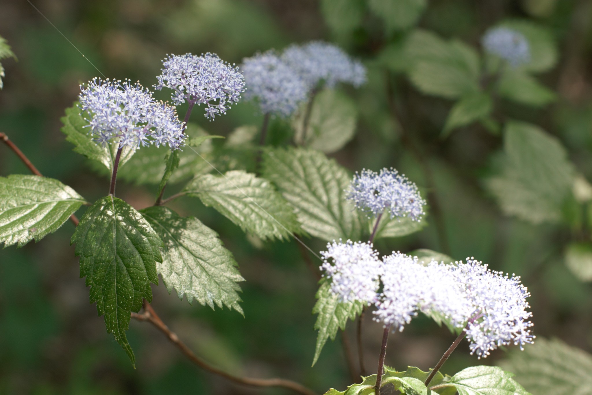 Hydrangea hirta (Thunb.) Siebold