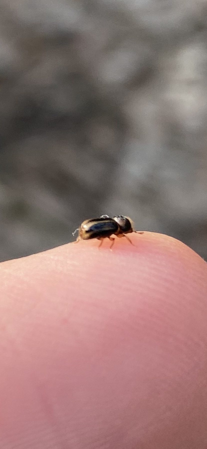 Trypodendron signatum (J.C.Fabricius, 1792)