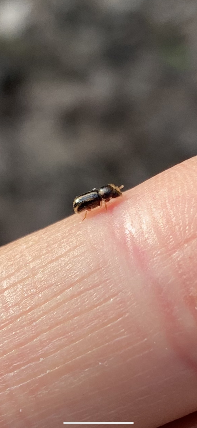 Trypodendron signatum (J.C.Fabricius, 1792)