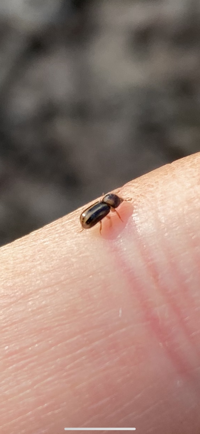 Trypodendron signatum (J.C.Fabricius, 1792)