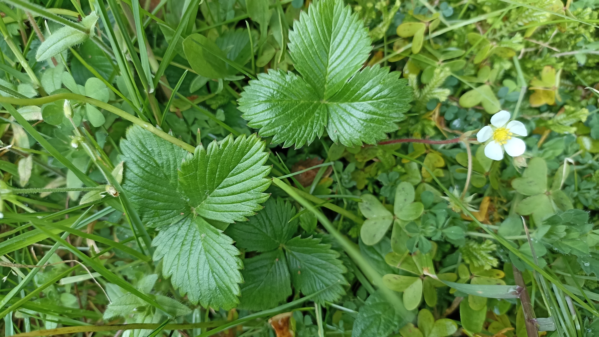 Fragaria vesca subsp. vesca