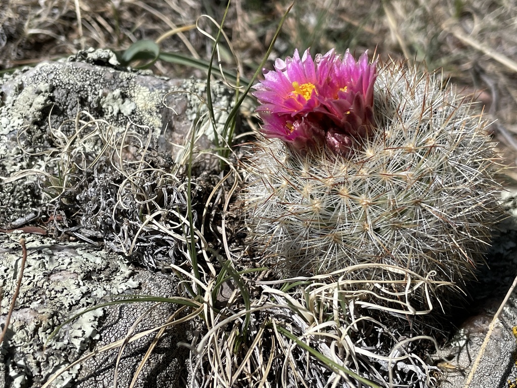 Mountain Ball Cactus in April 2022 by christian_nunes · iNaturalist
