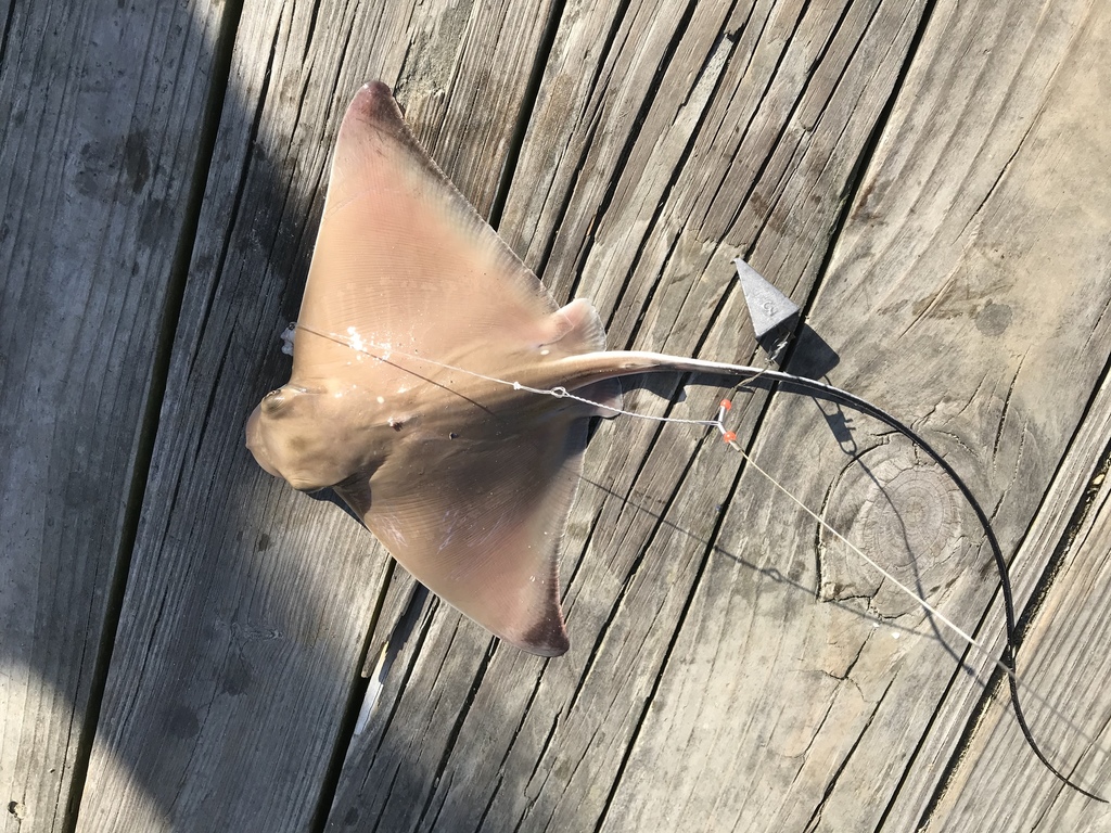 Bullnose Eagle Ray (Myliobatis freminvillei) - Marine Life Identification