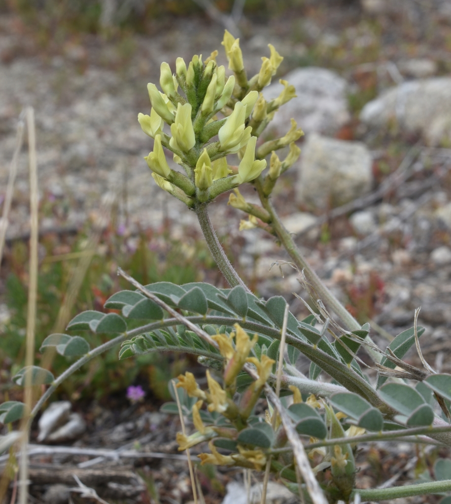 black-hair locoweed from Carrizo Plain National Monument, San Luis ...