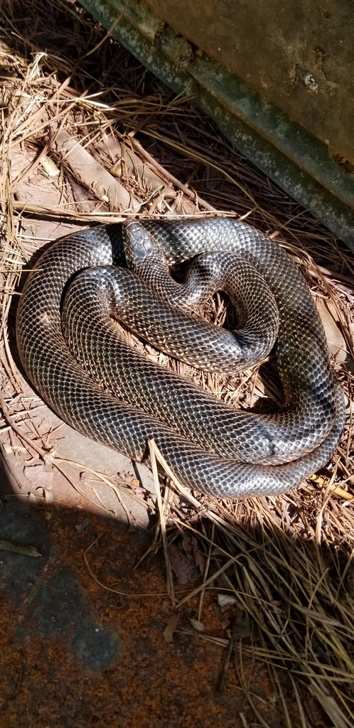 Black Kingsnake from South Eastlake, Birmingham, AL 35206, USA on April ...