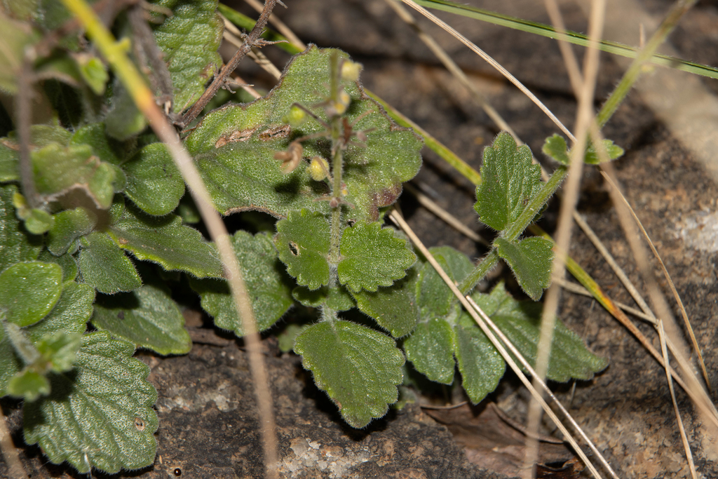 Thicket Spurflower from Bojanala, South Africa on April 23, 2022 at 07: ...