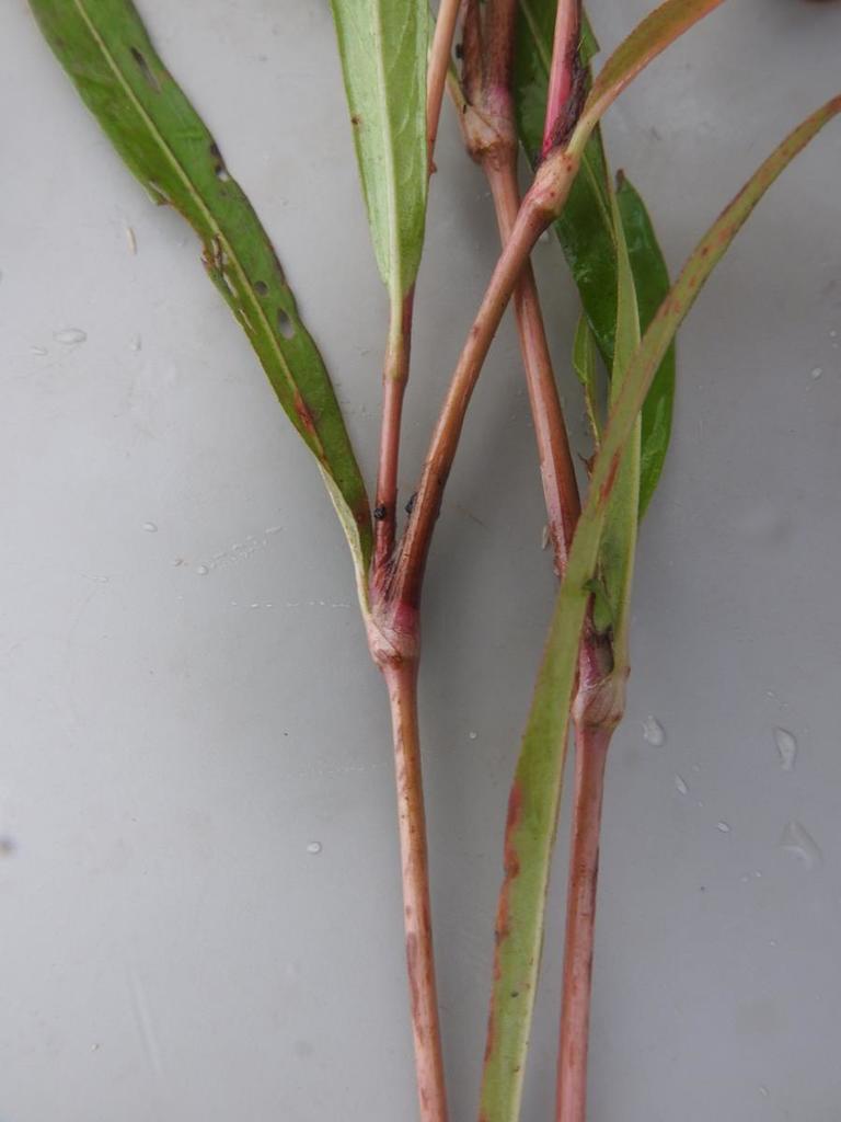 slender knotweed from Ehlanzeni, South Africa on April 22, 2022 at 08: ...