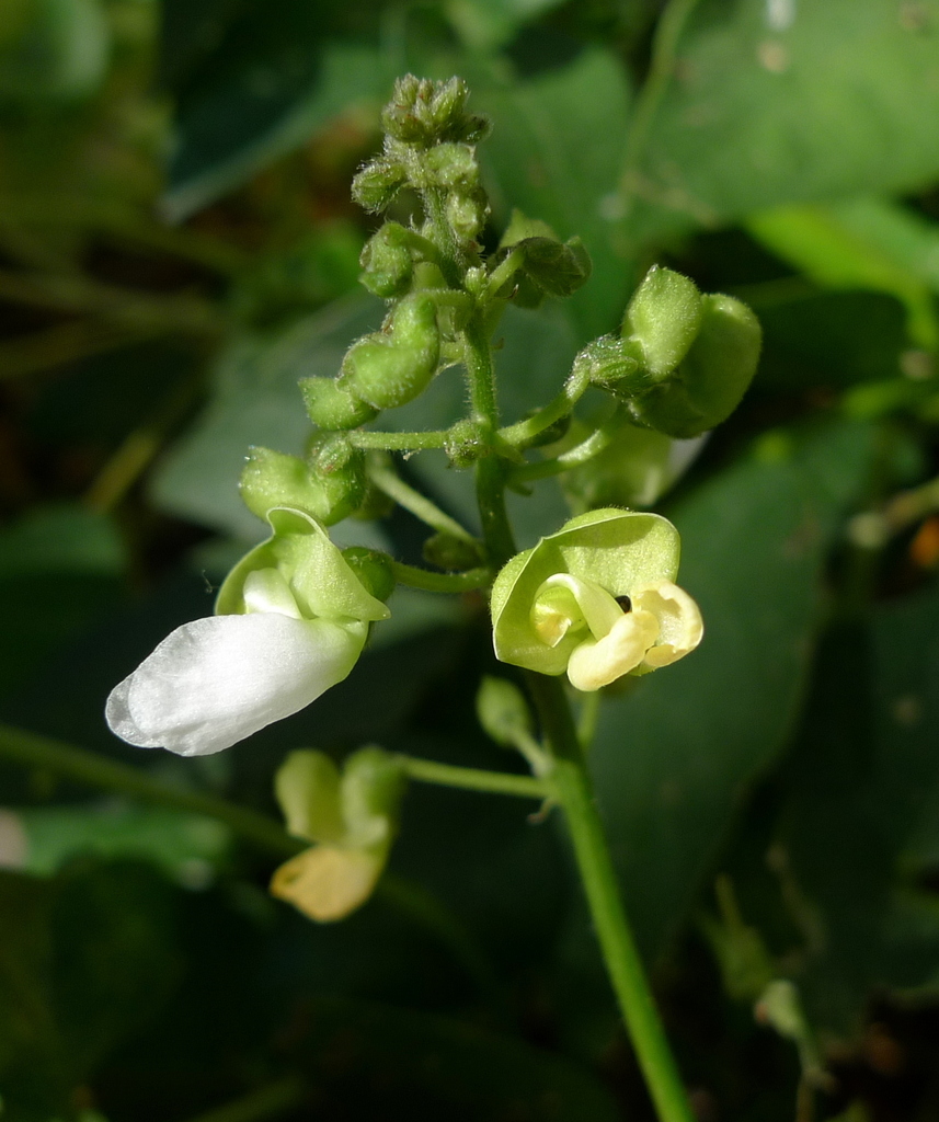 Lima Bean (Phaseolus lunatus) - Botanical Realm