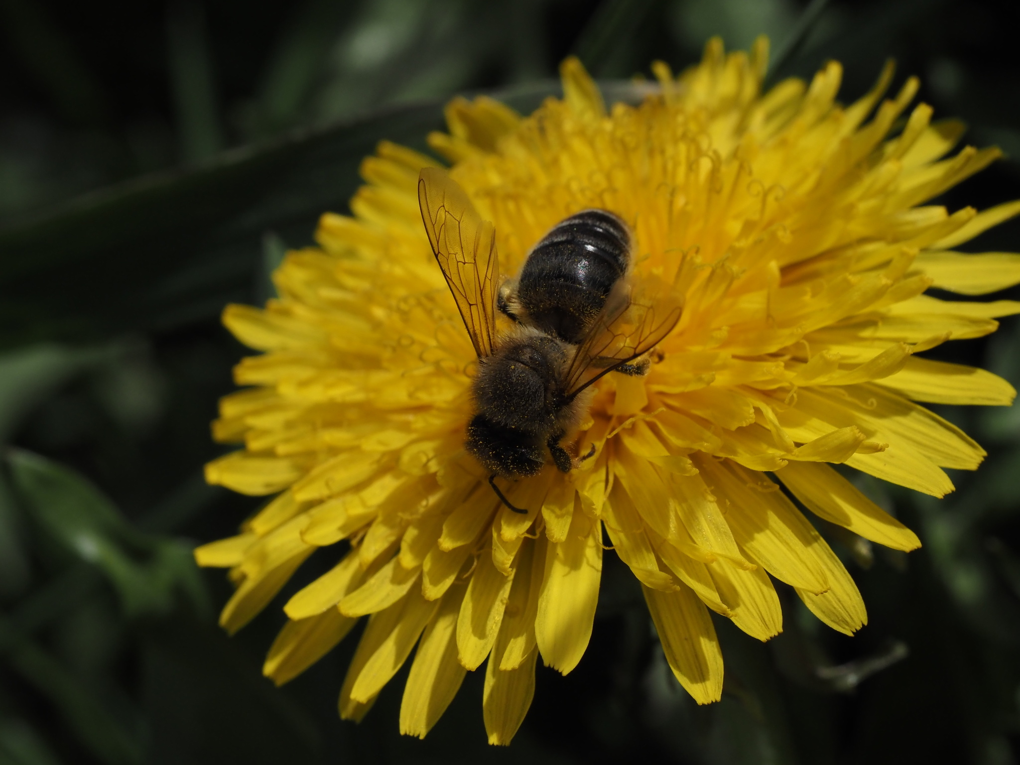 Apis mellifera carnica Pollmann, 1879