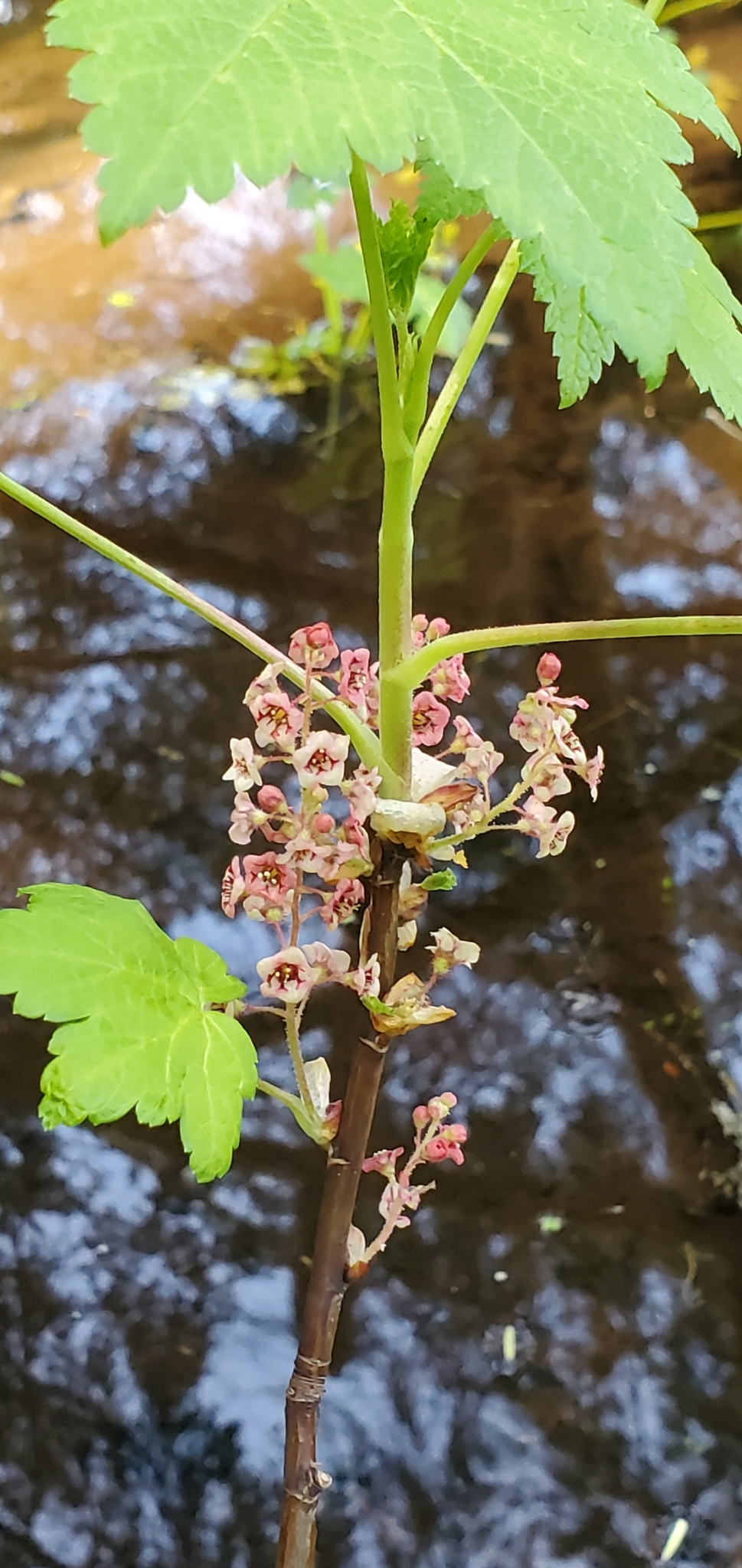 Ribes laxiflorum Pursh
