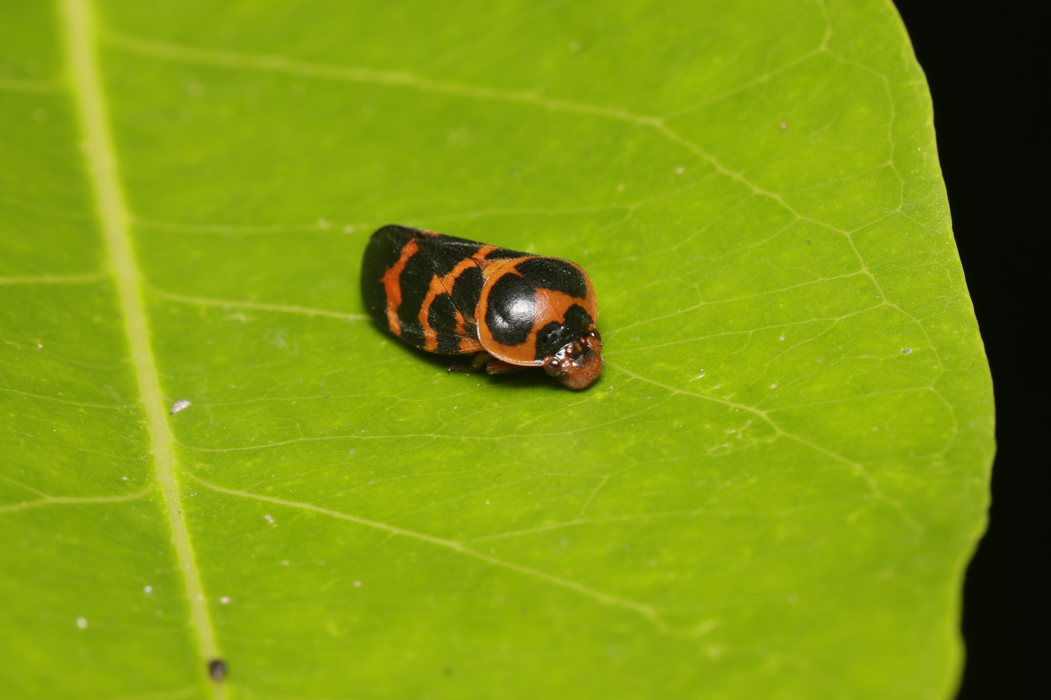 Cosmoscarta bispecularis (White, 1844)